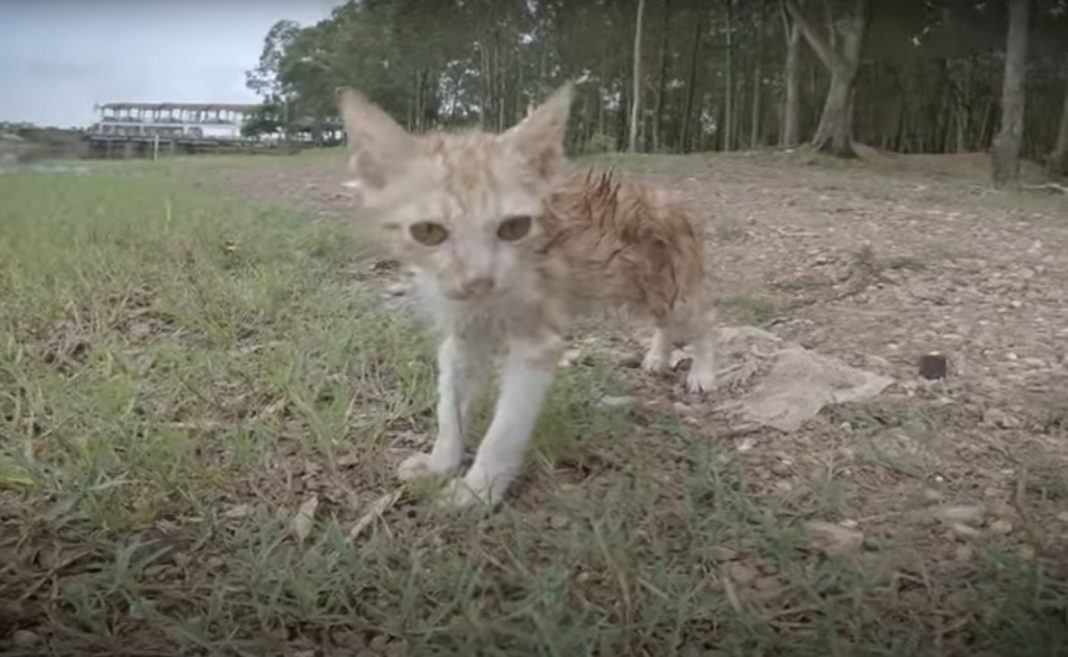 How to Spot Fake Animal Rescue Videos: A Guide to Avoiding Deception Online