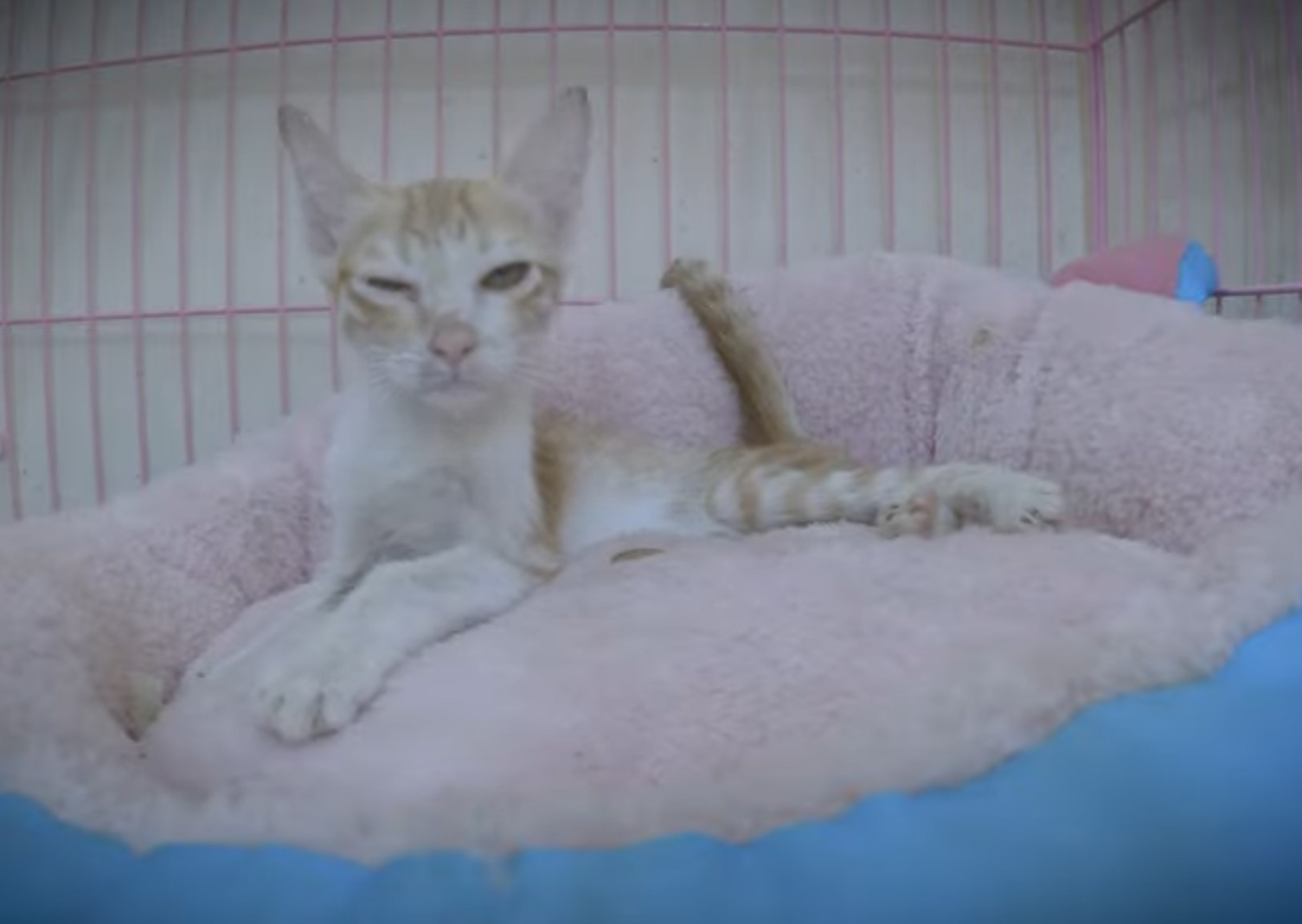 How to Spot Fake Animal Rescue Videos: A Guide to Avoiding Deception Online